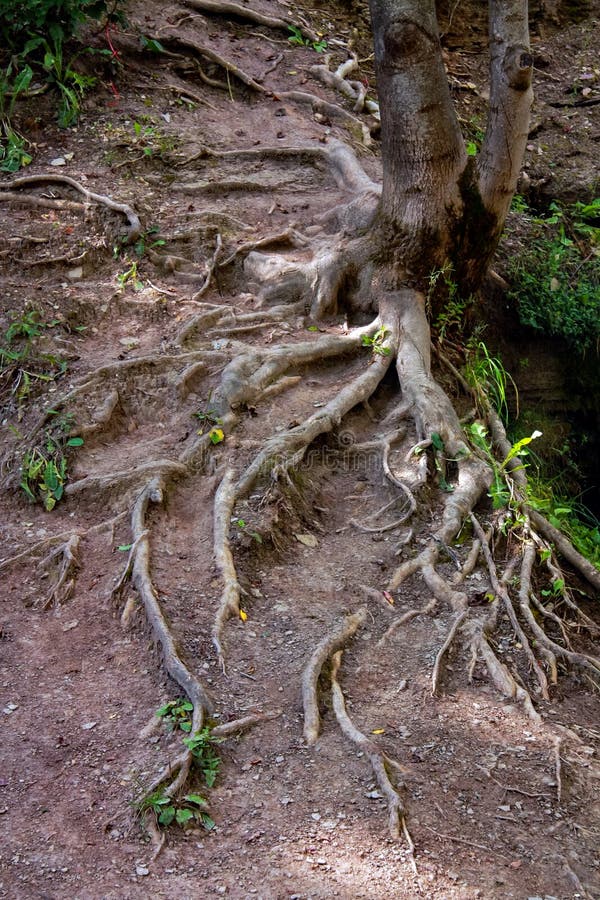 Roots above the ground stock image. Image of tree, slope - 91412129