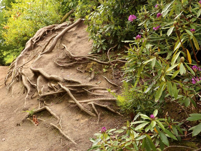 Big Roots Above the Surface , Tropical Tree Roots Thailand,Root in the ...