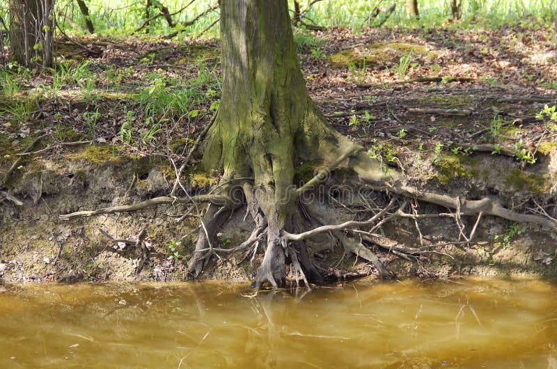 Roots above the water stock image. Image of banks, wilderness - 71179583