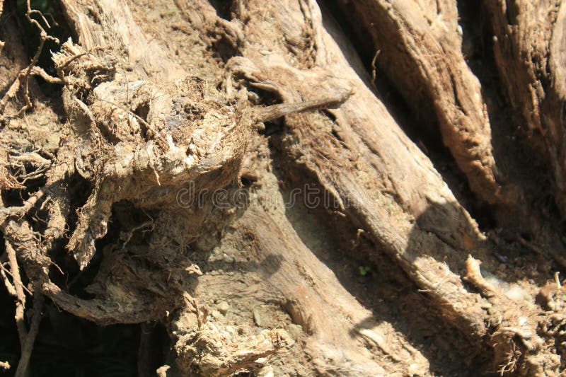 Detail of a tree root stock image. Image of wood, tree - 333548443