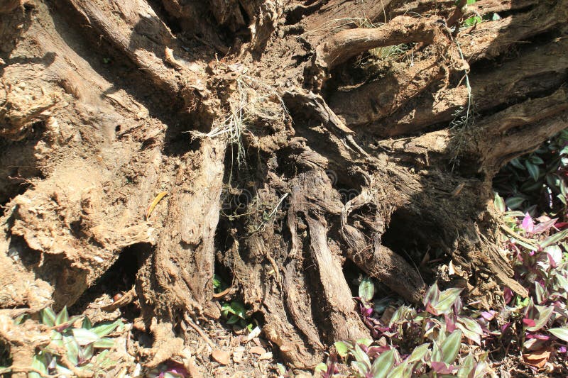 Detail of a tree root stock photo. Image of produce - 333548452