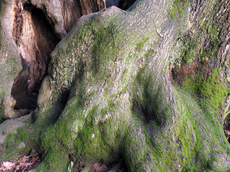 Roots Abstract stock image. Image of texture, living, abstract - 461855