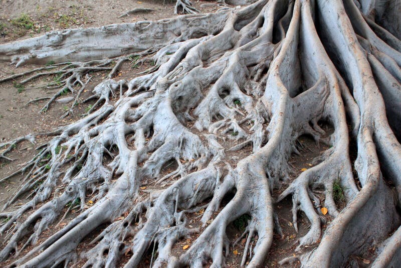 Roots of an aged tree stock photo. Image of balboa, aged - 15666844