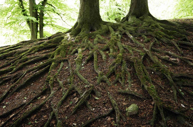 Roots all over stock image. Image of crest, denmark, green - 31292407