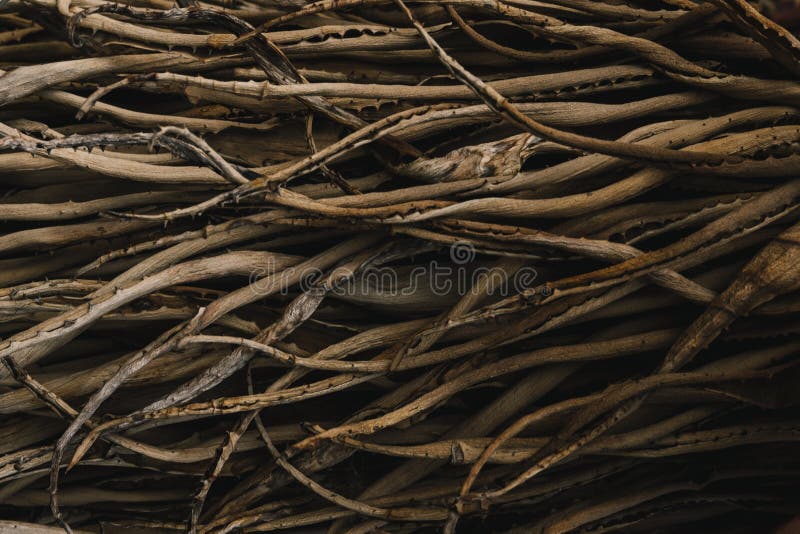 Roots Aloe Vera Plant. High Quality Photo Stock Image - Image of health ...