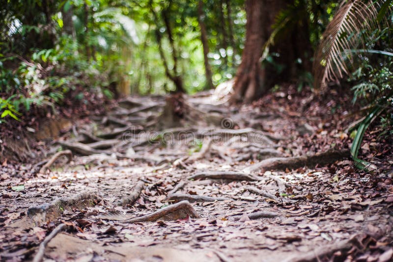 Roots stock photo. Image of jungle, roots, forest, woods - 30997916