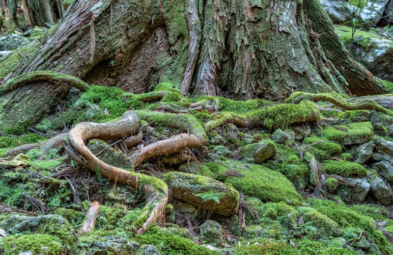 Roots of an Ancient Cedar Tree at the Surface of the Ground in the ...
