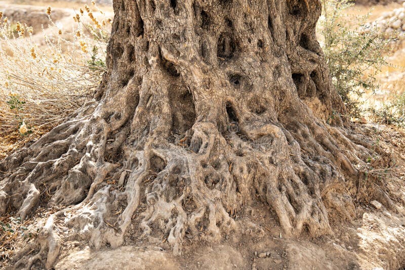 Roots of an Ancient Olive Tree in the Earth Stock Image - Image of ...