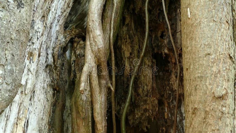 Roots of Another Tree in the Tree Trunk Stock Footage - Video of close ...