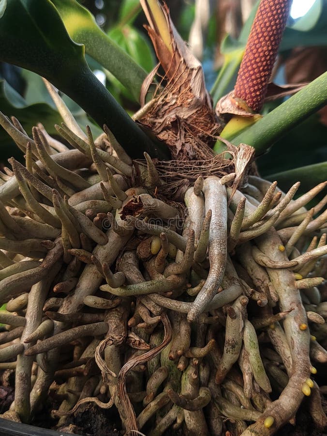 The Roots of the Anthurium Plant Stock Photo - Image of root, rain ...