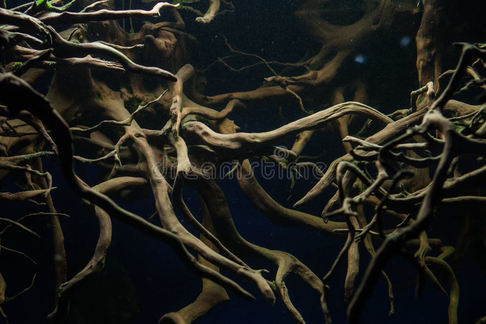 Roots for aquarium stock image. Image of plant, aquatic - 77779833