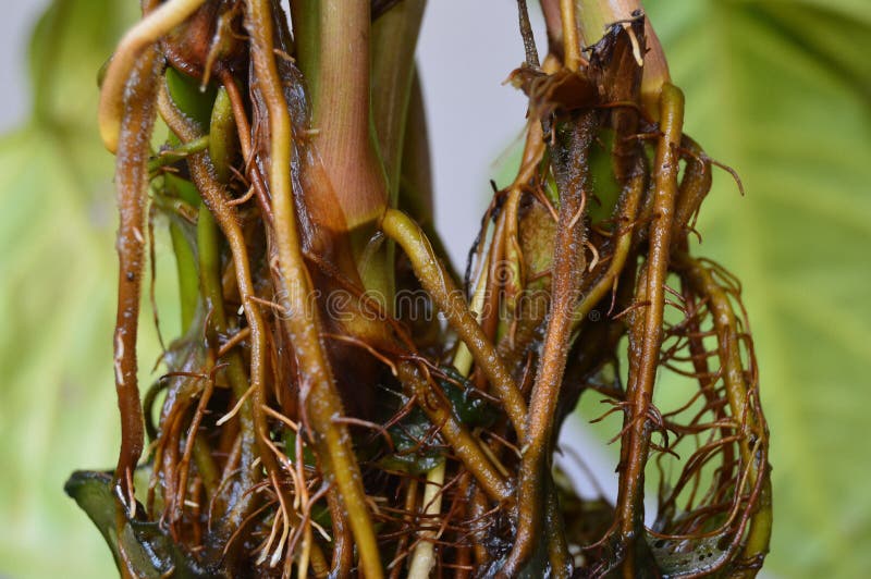 The Roots of Aquatic Plants Thrive Stock Photo - Image of branch ...