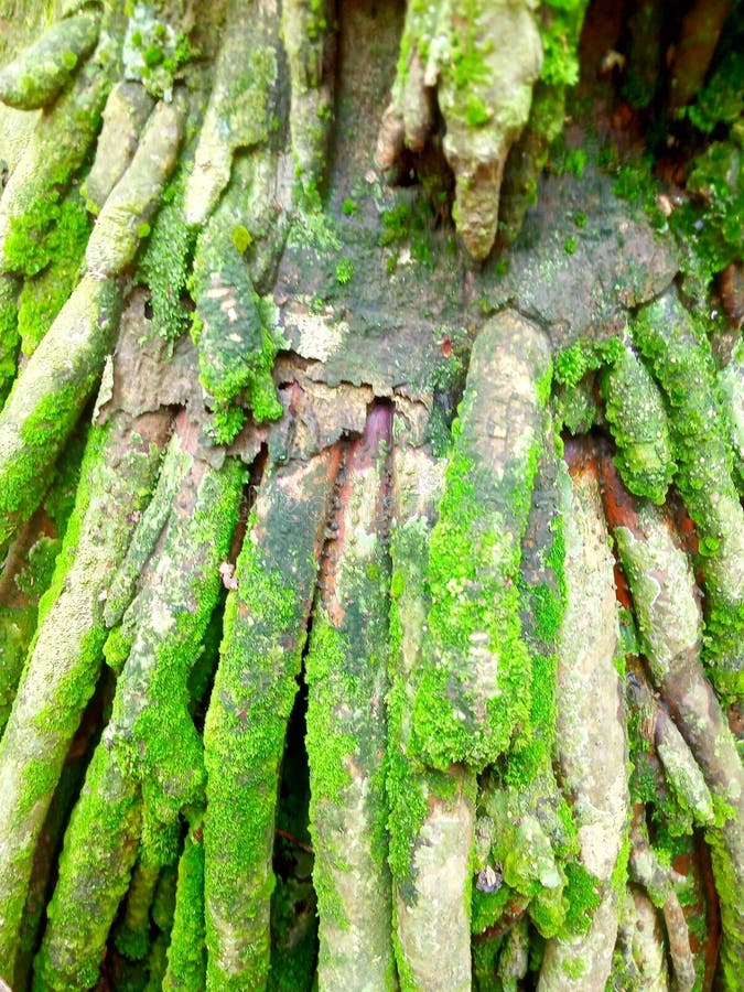 The Roots of the Areca Palm Tree are Large and Filled with Green Moss ...