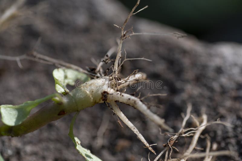 Roots of Atropa Belladonna, Commonly Known As Belladonna or Deadly ...