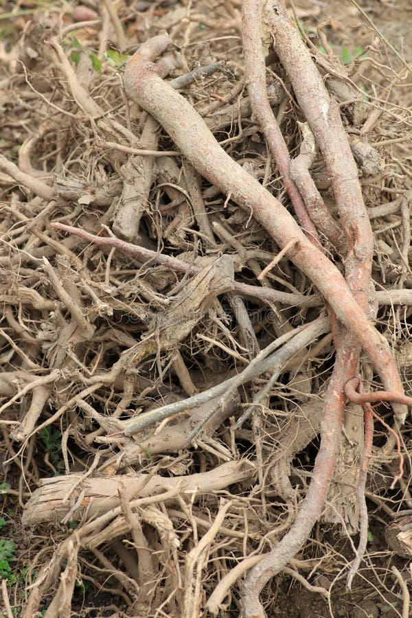 Roots background stock photo. Image of uprooted, roots - 65749418