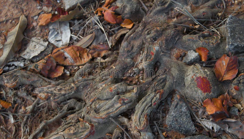 Roots Background and Texture Stock Image - Image of branch, natural ...