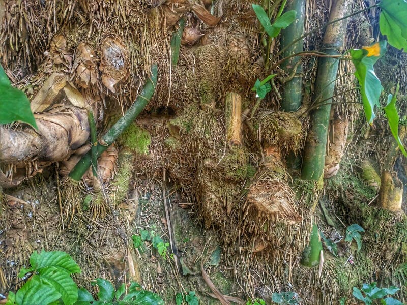 Roots of Bamboo Plants on the River Bank Stock Image - Image of plants ...