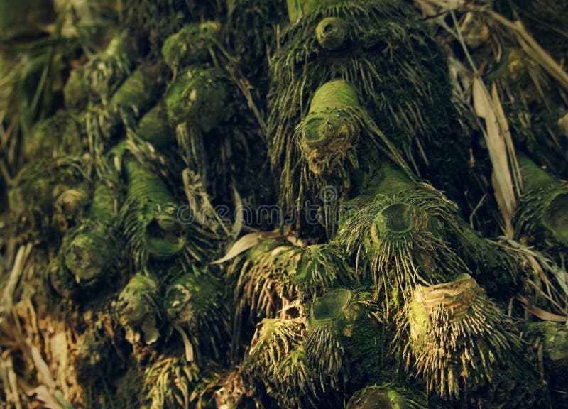 Bamboo Roots stock photo. Image of vegetation, nature - 9388372
