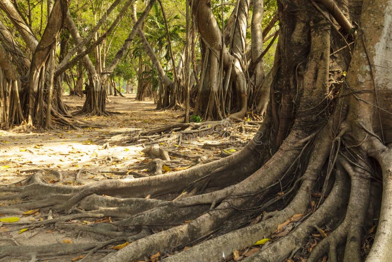 Wild banyan roots. stock photo. Image of marie, leaf - 30309678