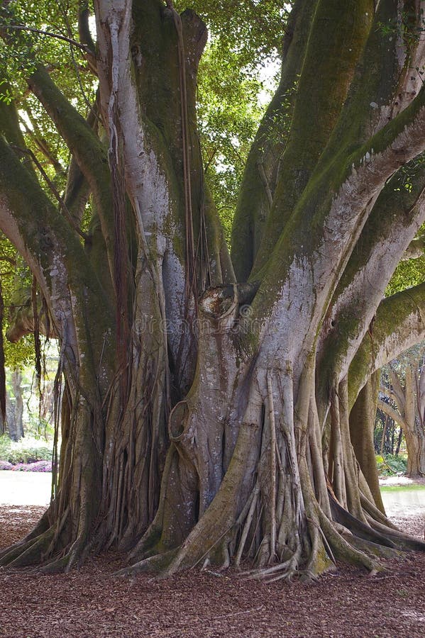 610 Buttress Root Tree Stock Photos - Free & Royalty-Free Stock Photos ...