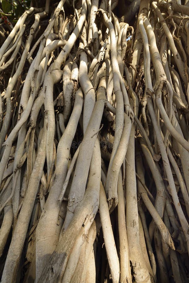 Crowded Roots Stock Photos - Free & Royalty-Free Stock Photos from ...