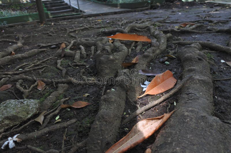 The Roots of this Banyan Tree Appear on the Surface Stock Photo - Image ...