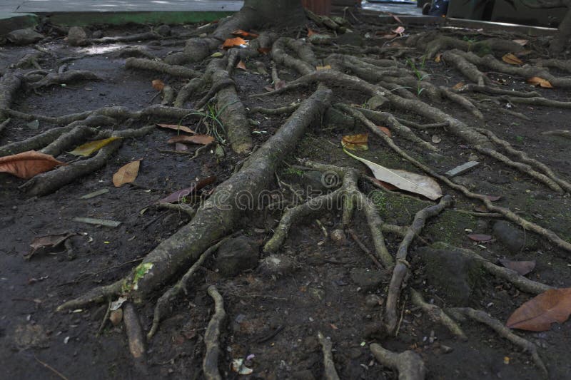 The Roots of this Banyan Tree Appear on the Surface Stock Photo - Image ...