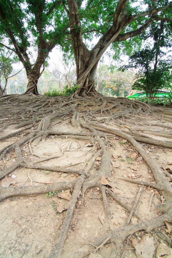 Roots of a banyan tree stock photo. Image of powerful - 9703318