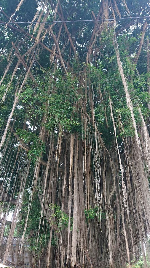 The Roots of the Banyan Tree Grow on the Stems Hanging Down Stock Image ...