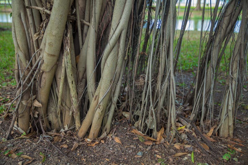 Roots of banyan tree stock image. Image of thailand, bark - 82199635