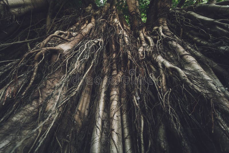 Roots of Banyan Tree in Thailand S Forests Stock Image - Image of ...