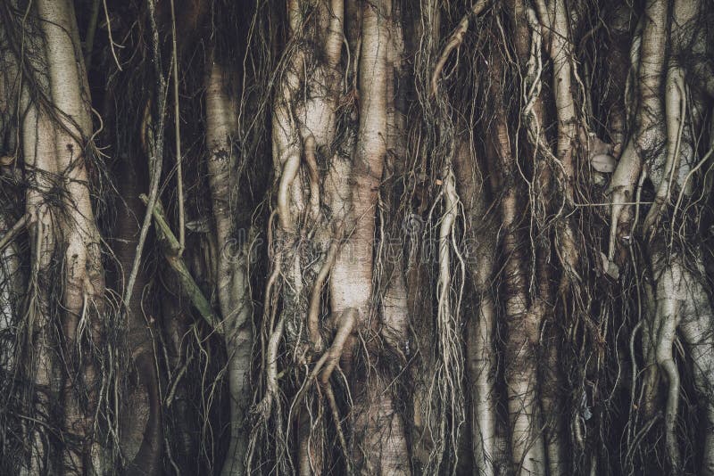 Roots of Banyan Tree in Thailand S Forests Stock Photo - Image of ...