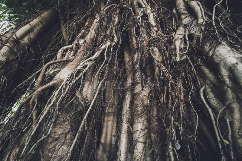 Roots of Banyan Tree in Thailand S Forests Stock Photo - Image of tree ...