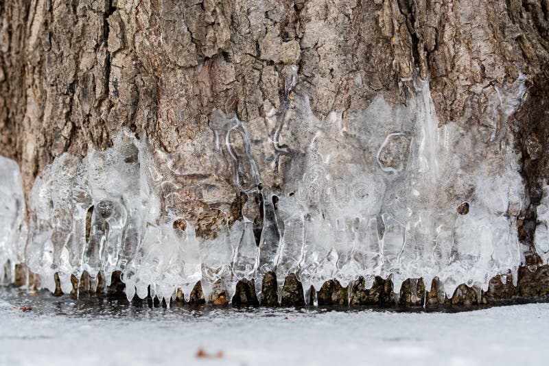 Roots and Bark of a Tree Wrapped in Ice Stock Image - Image of ...