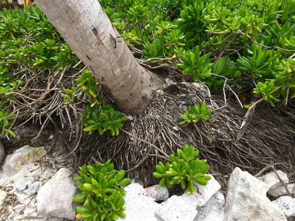 Roots stock image. Image of beach, palm, roots, rooted - 55575469