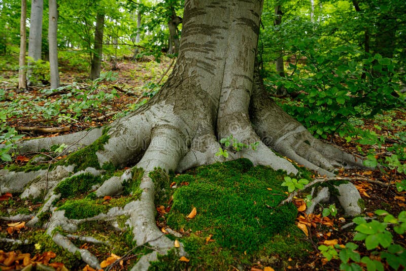 Roots of a Beech Tree in the Forest Stock Image - Image of leaf, green ...