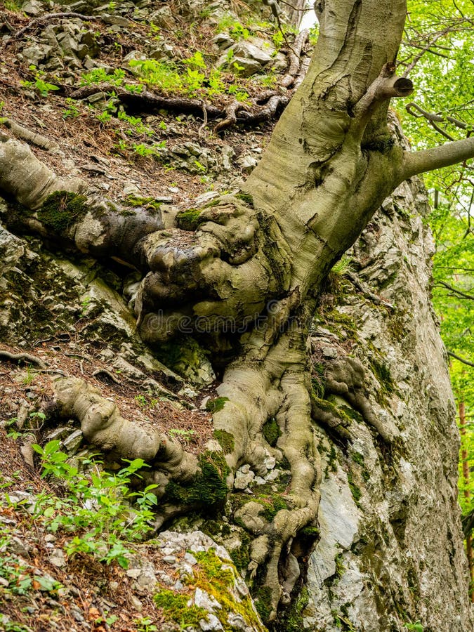 Roots of a Beech Tree on a Steep Slope Stock Image - Image of steep ...