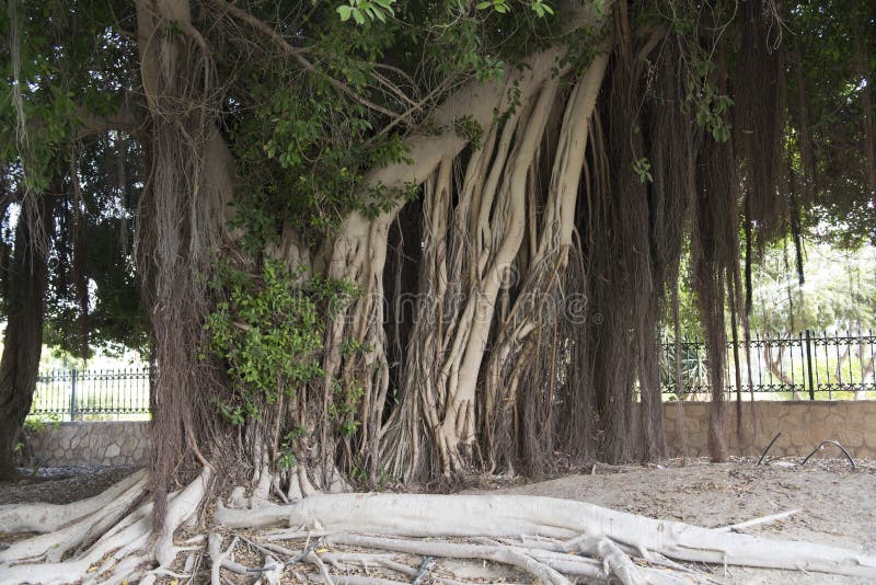 Roots of a Big Ficus Tree Over the Ground and Air Roots Next To the ...