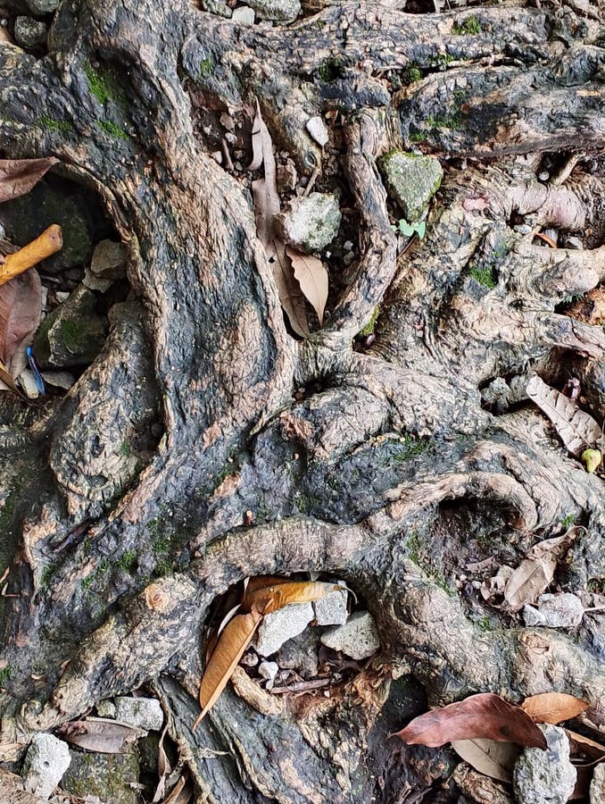 The Roots of a Big Old Tree Stock Photo - Image of wood, green: 384524106