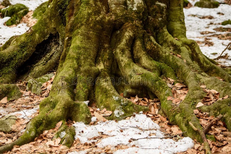 Roots of Big Old Tree in Autumn Close Stock Photo - Image of closeup ...