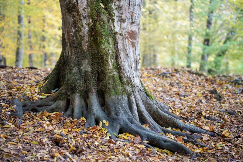 Roots of a Big Old Tree in Forest. Stock Photo - Image of landscape ...