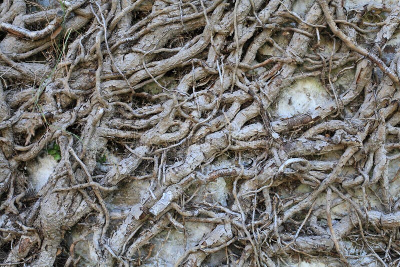 The roots of the big plan. stock photo. Image of roots - 34550990