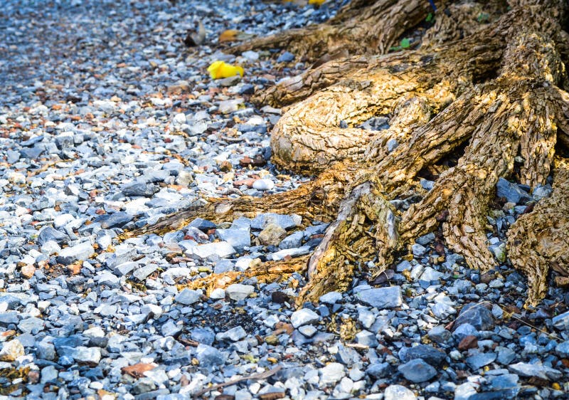 Roots stock photo. Image of summer, root, nature, forest - 45542944