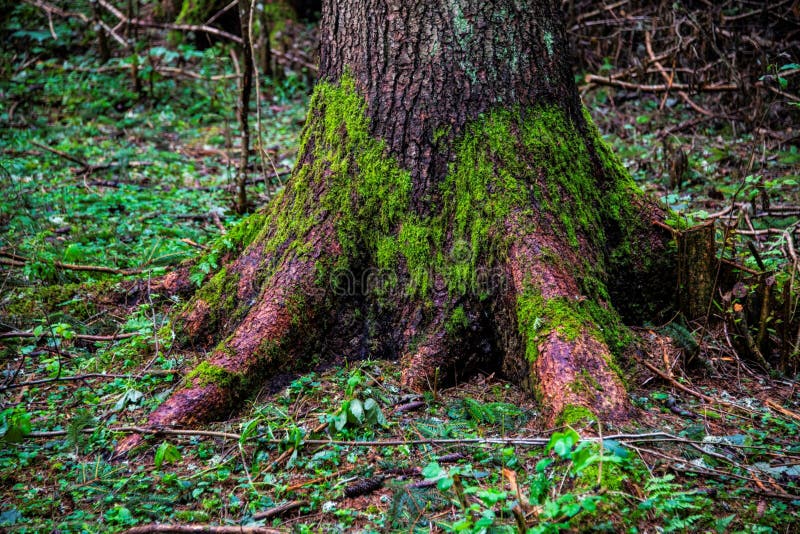 Moss covered tree root stock photo. Image of outdoor - 328894118