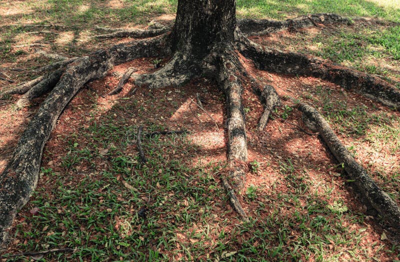 Roots of Big Tree in the Garden Surrounded with Dry Leaves. Stock Image ...
