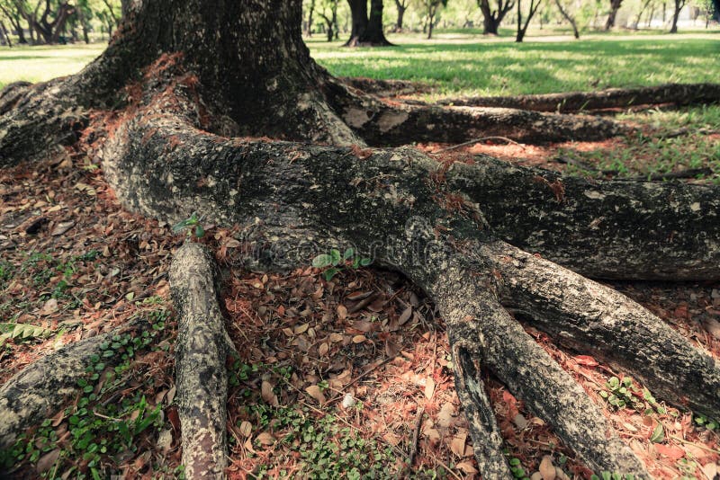 Roots of Big Tree in the Garden Surrounded with Dry Leaves. Stock Image ...