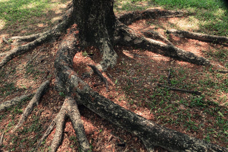 Roots of Big Tree in the Garden Surrounded with Dry Leaves. Stock Photo ...