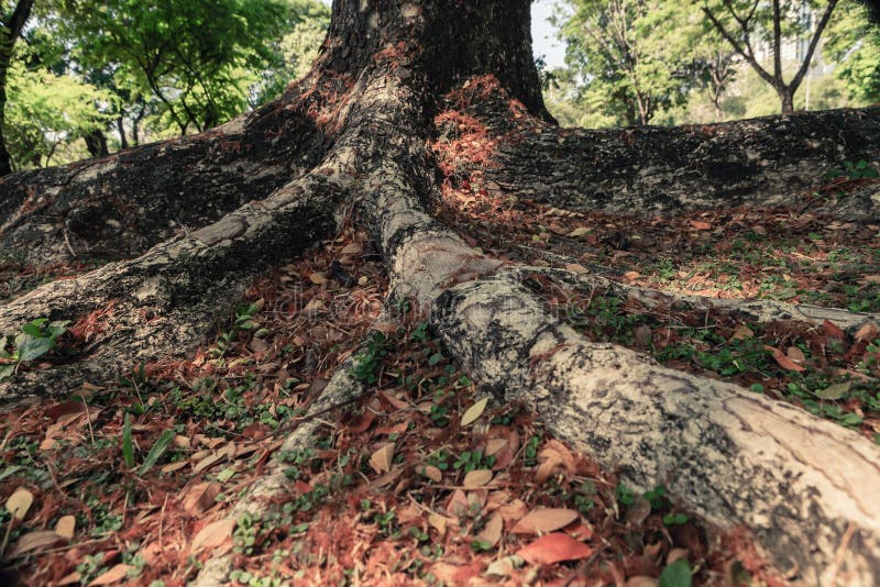 Roots of Big Tree in the Garden Surrounded with Dry Leaves. Stock Photo ...