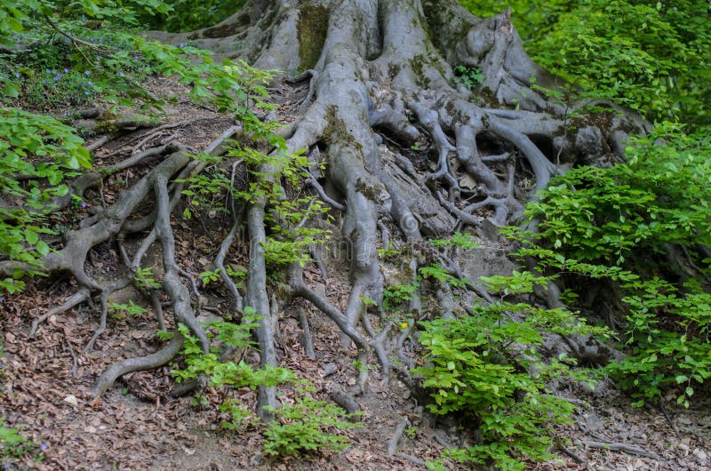 The Roots of a Big Tree on a Hillside in City Park Stock Image - Image ...