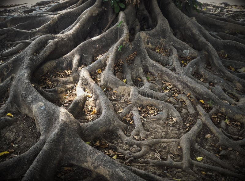 78+ Earth tree roots Free Stock Photos - StockFreeImages